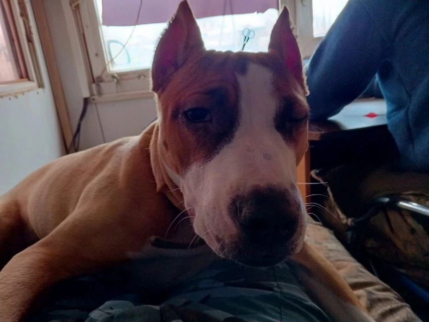 Стаффордширский терьер в добрые руки