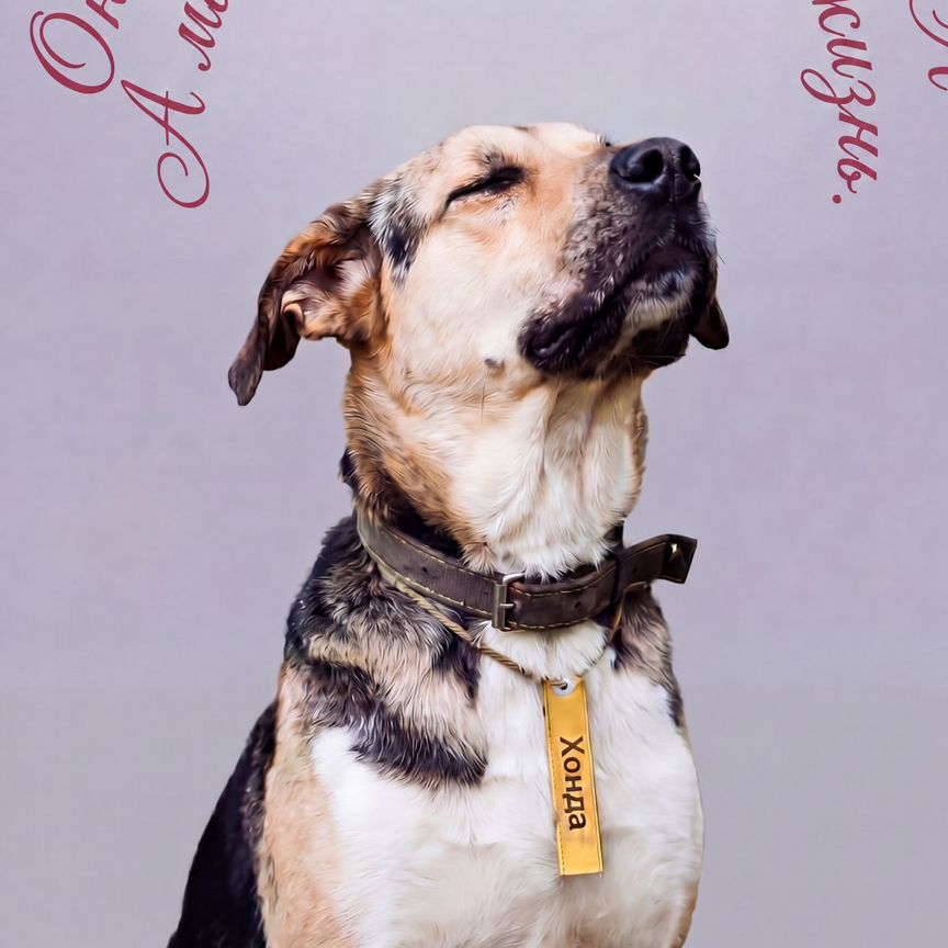 Английский мастиф, взрослая собака