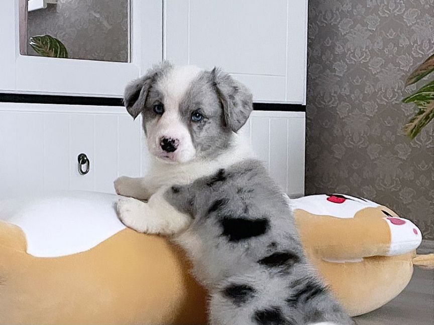 Мальчик Вельш Корги Кардиган