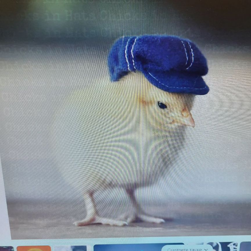 Цыплята несушки