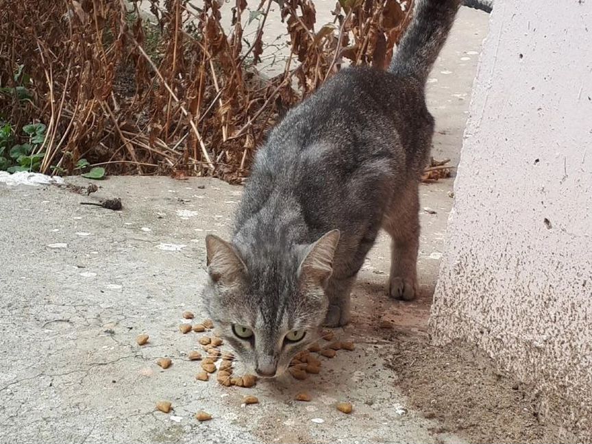 Кот