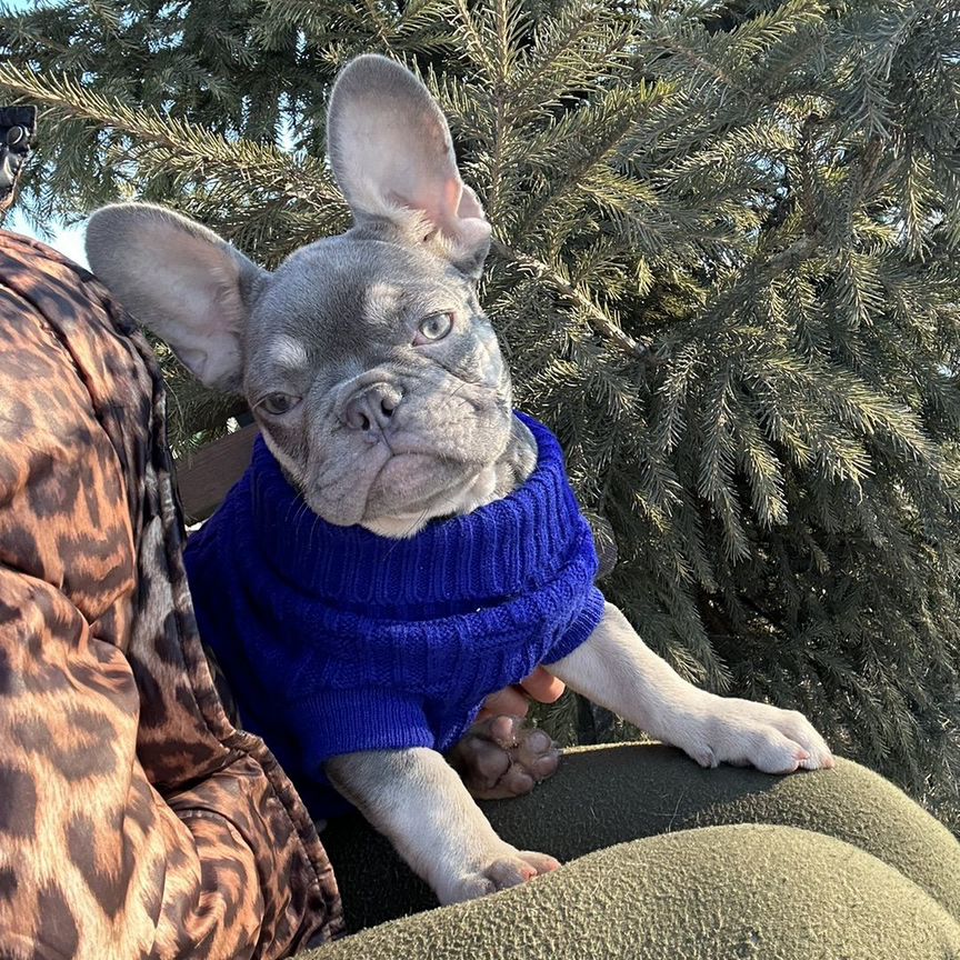 Французский паренек Потапка