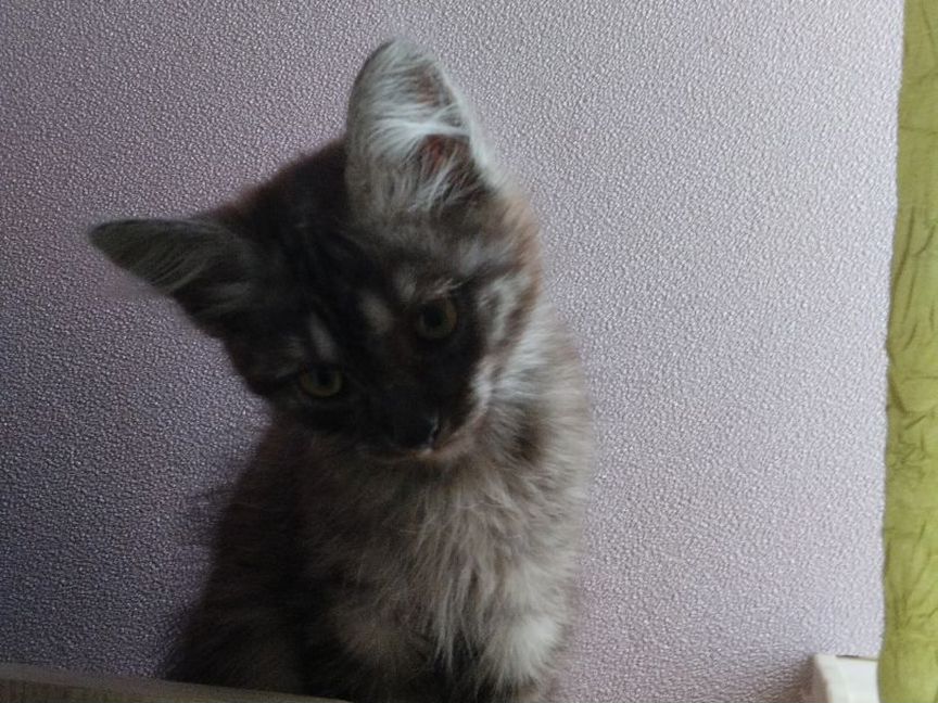 Котята,чёрные.3 месяца,кушают всё,к лотку приучены