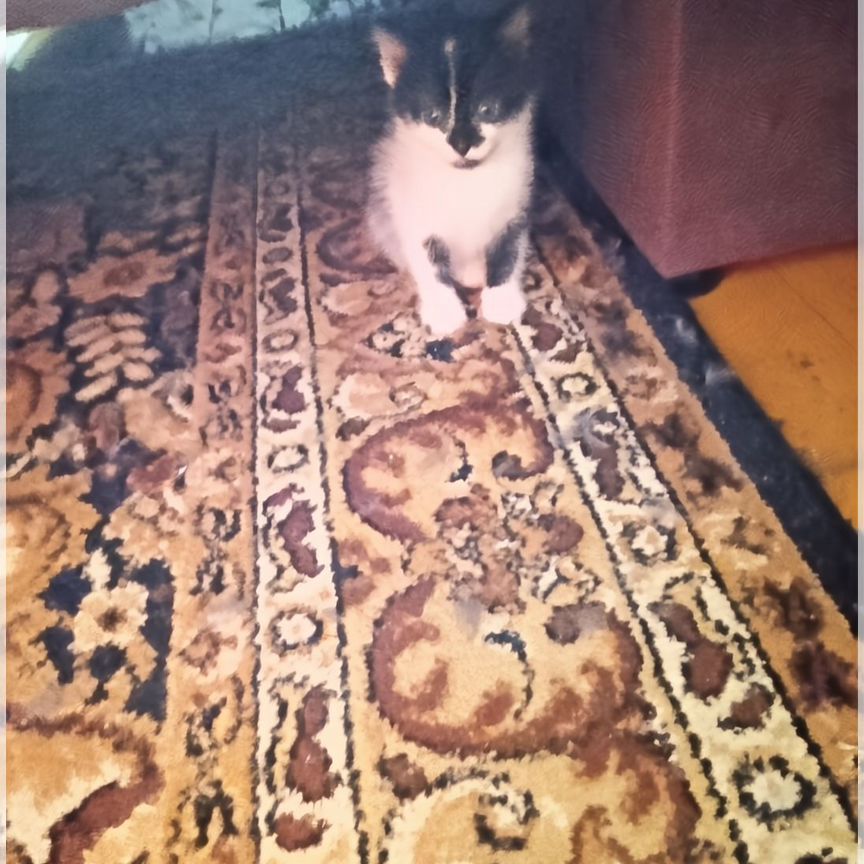 Котёнок в добрые руки