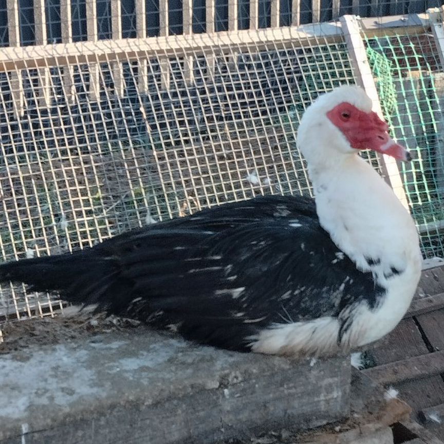 Селезень индоутки