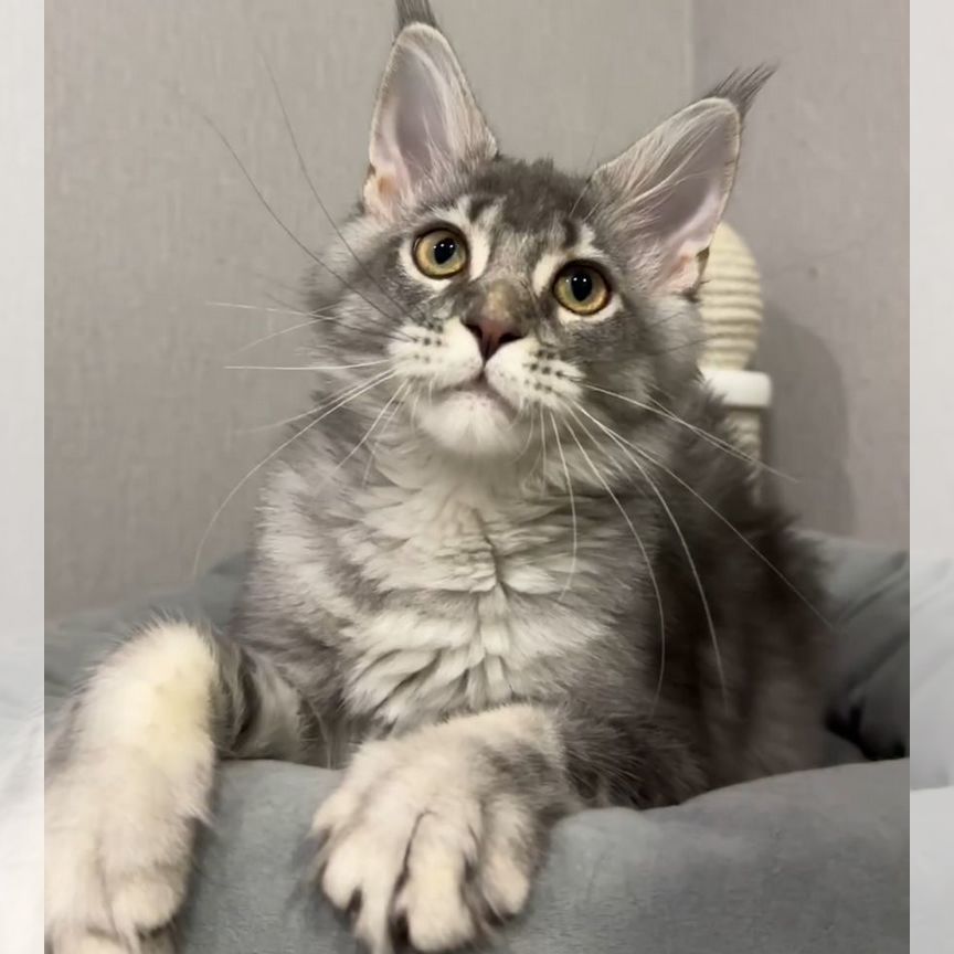 Мейн-кун котёнок