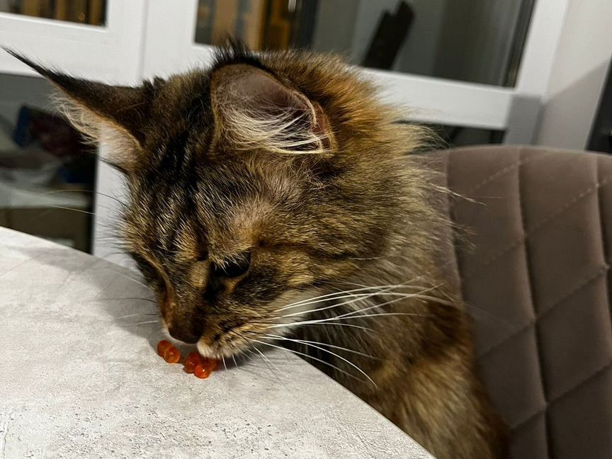 Кошка мейкун бесплатно