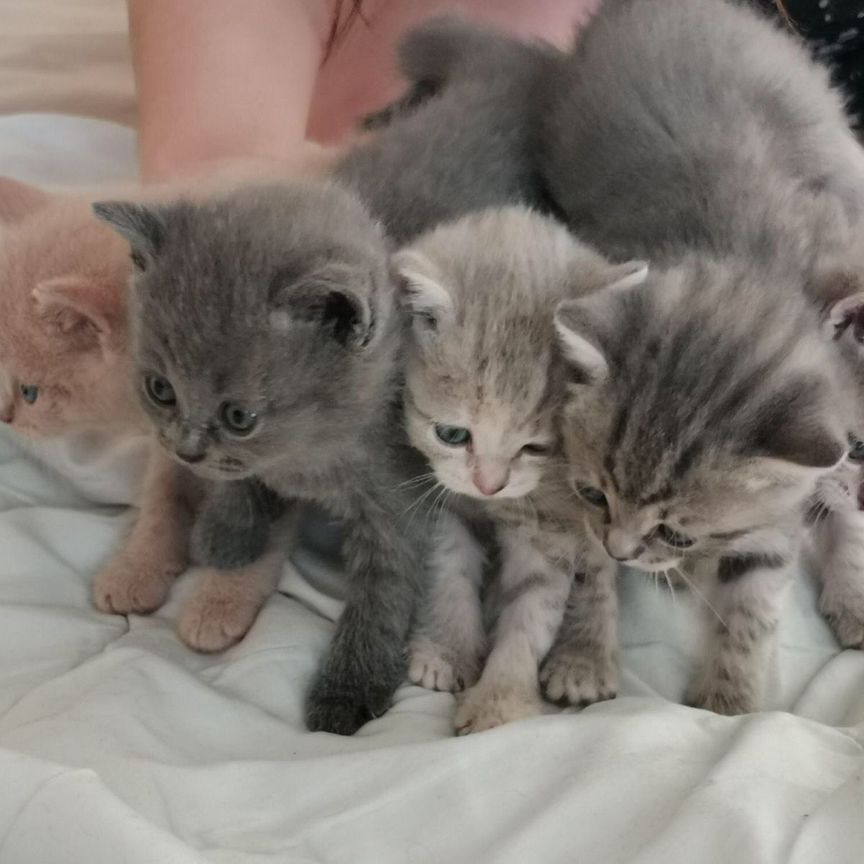 Шотландские котята