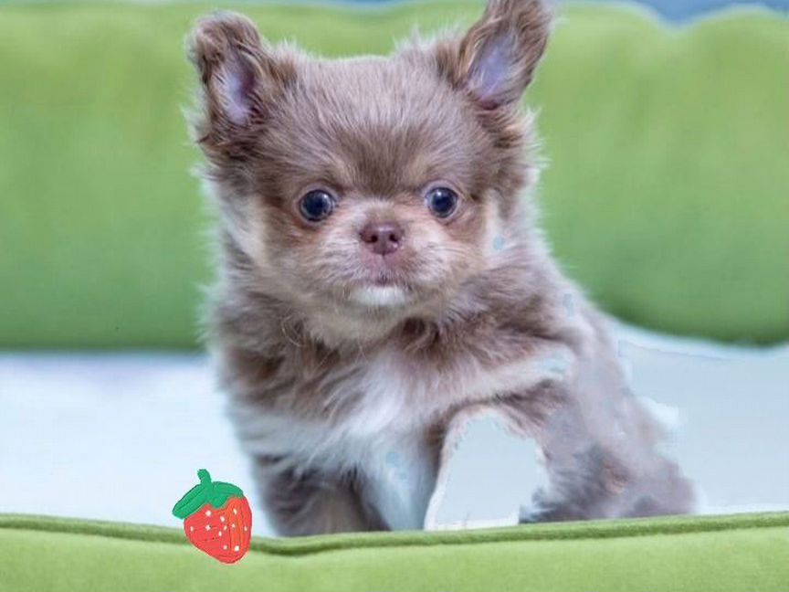 Чихуахуа лиловая девочка