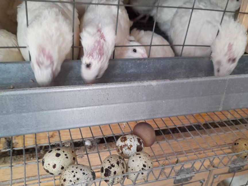 Перепелинное яйцо крупное,от техас.породы