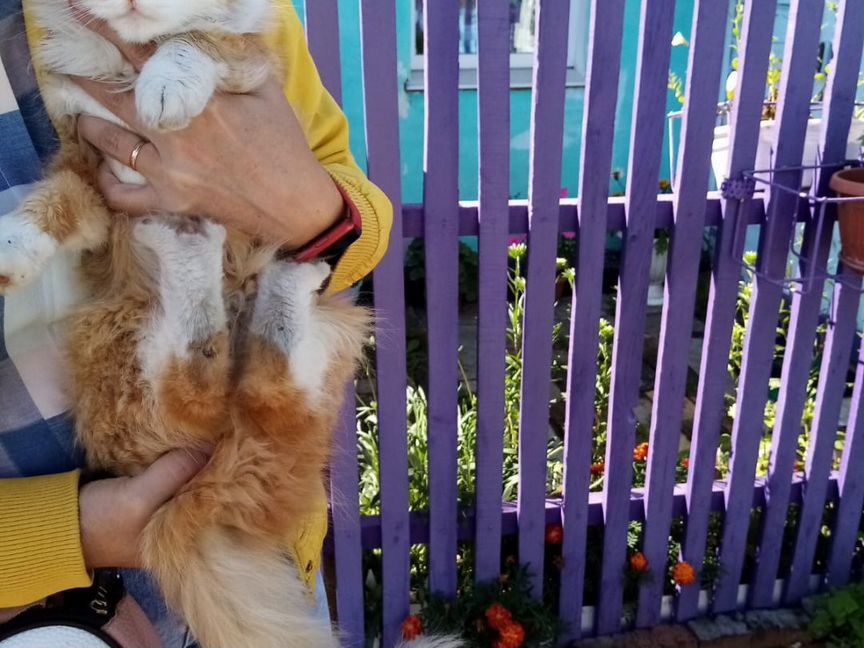 Кошечка Маша 7 месяцев. Бесплатно