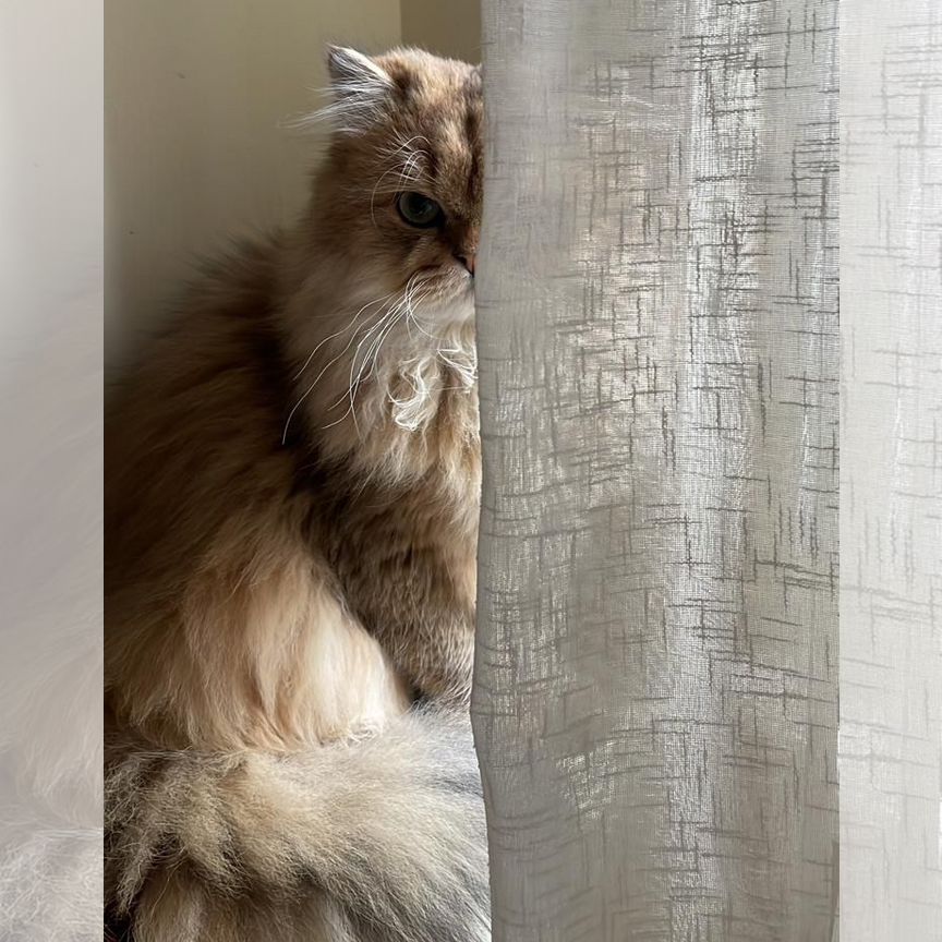 Британец, кот на вязку