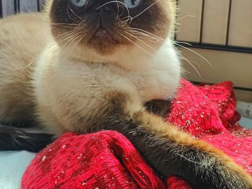 Ищу дом котику персику. Его отдали в плохие услови