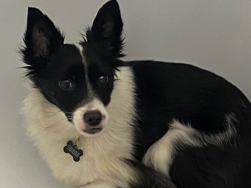 Собака в добрые руки