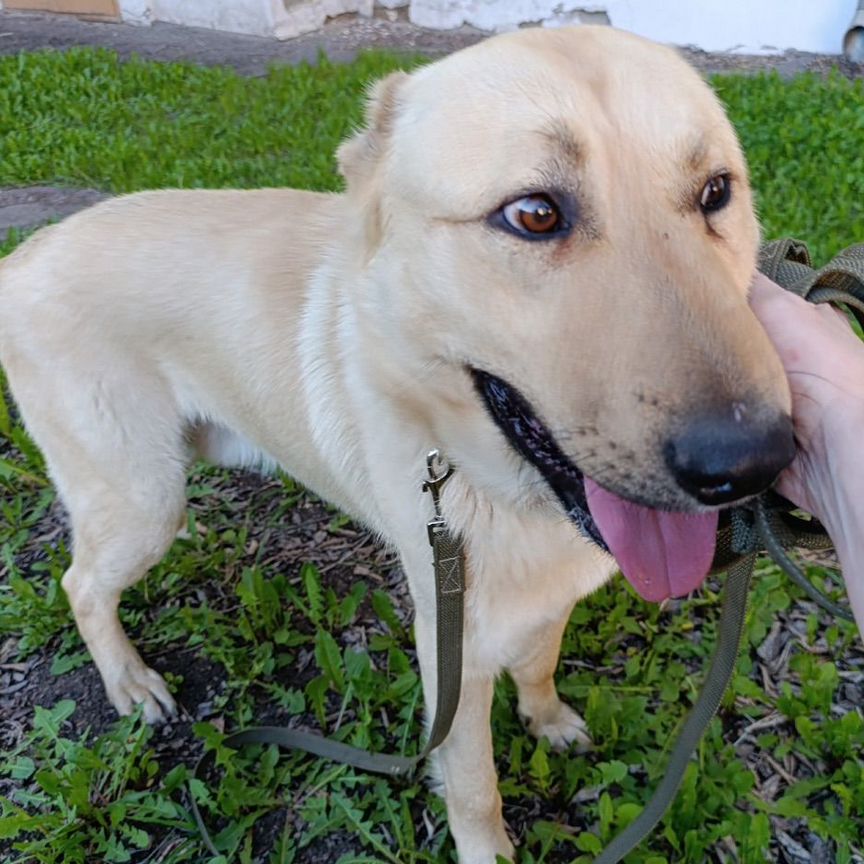 Среднеазиатская овчарка, взрослый пёс