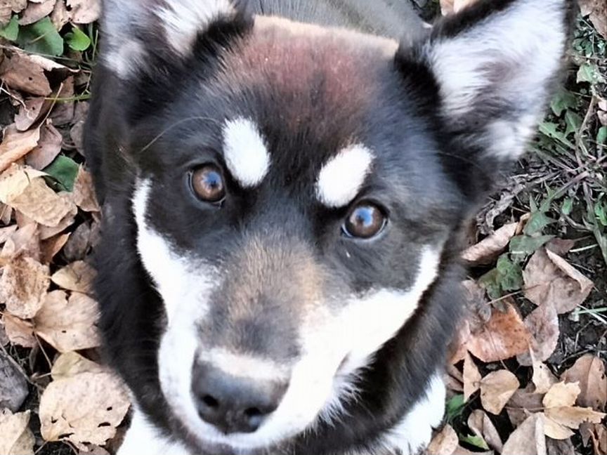 Собаки бесплатно в добрые руки