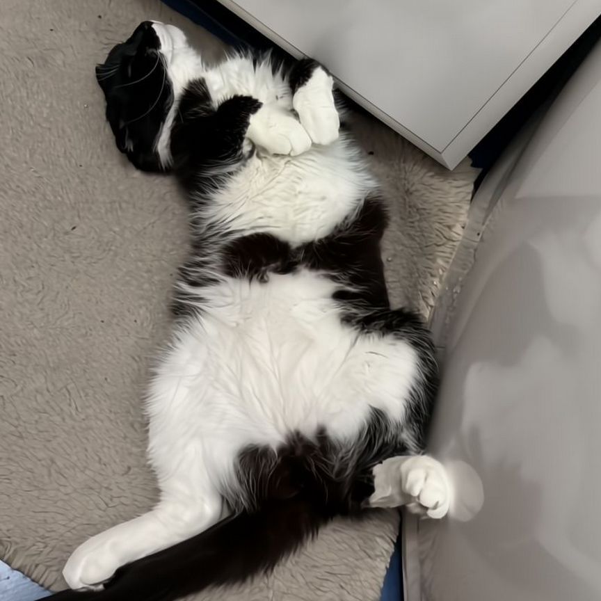 Британская короткошёрстная, взрослая кошка