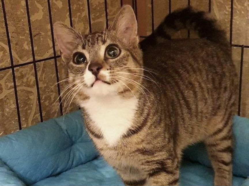 Прошла ищет дом