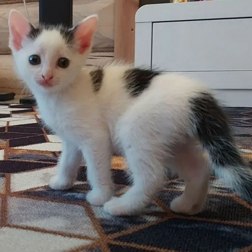 Котёнок в добрые руки