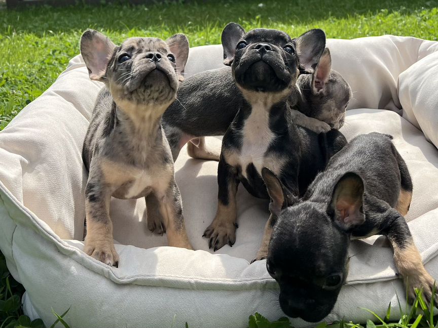 Прекрасные щенки французского бульдога