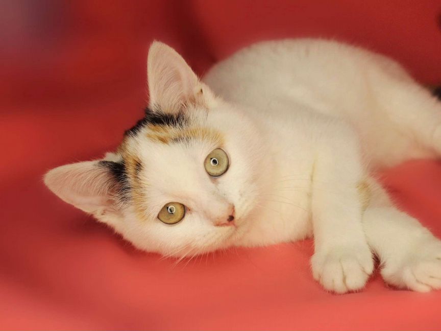 Котята Ариша и Кариша