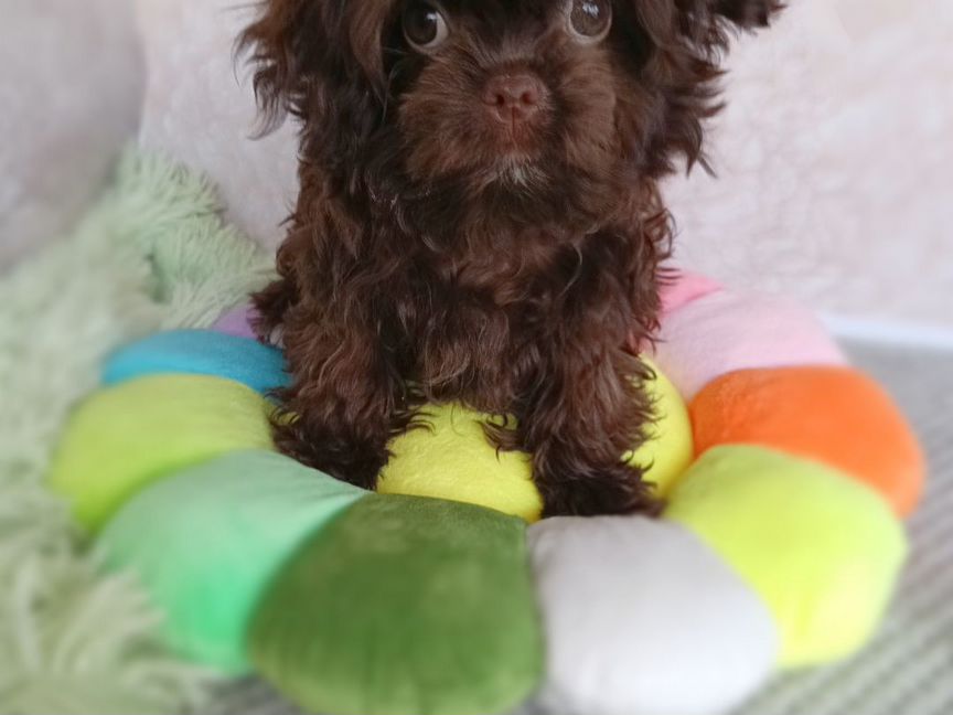 Мальтипу тикап мальчик