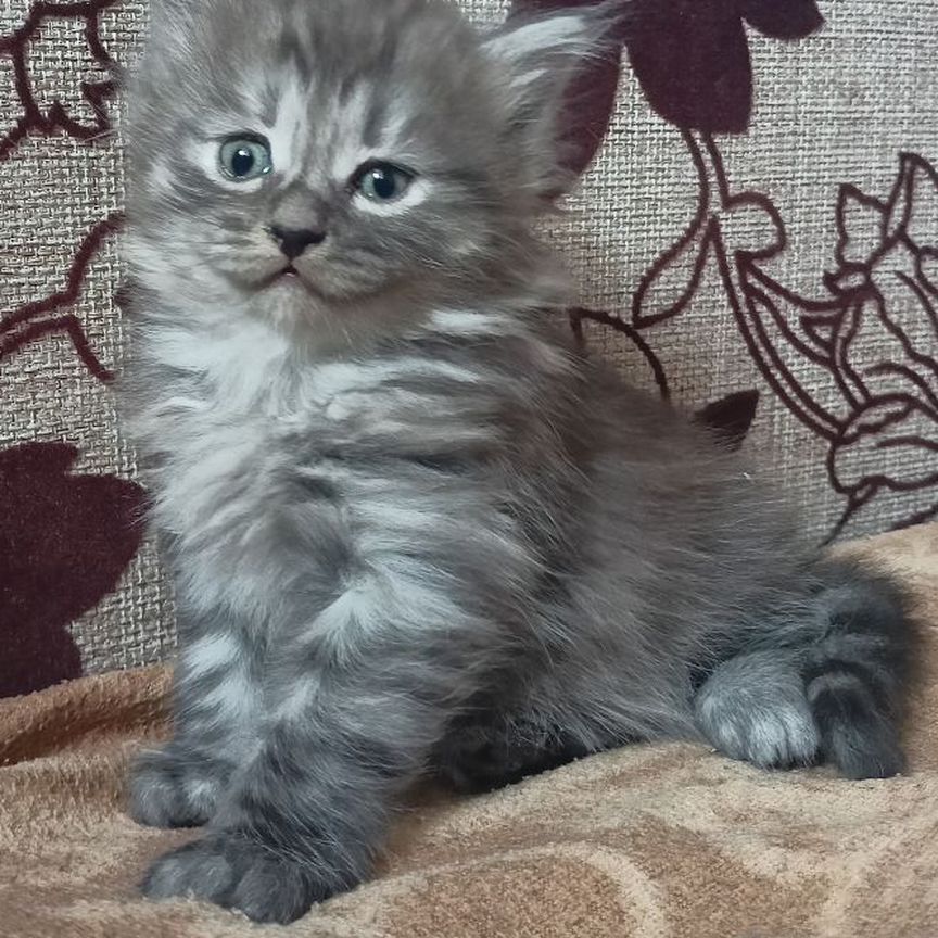Шотландская