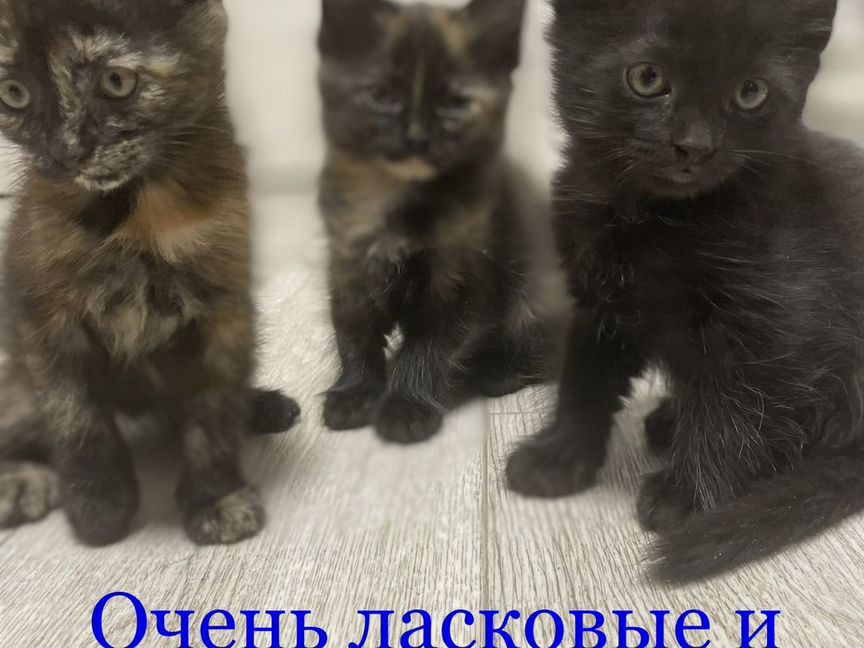 Котята в добрые руки