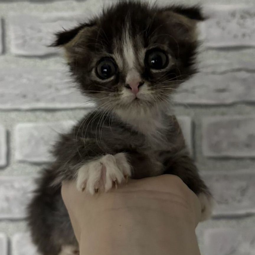 Мейн-кун котёнок