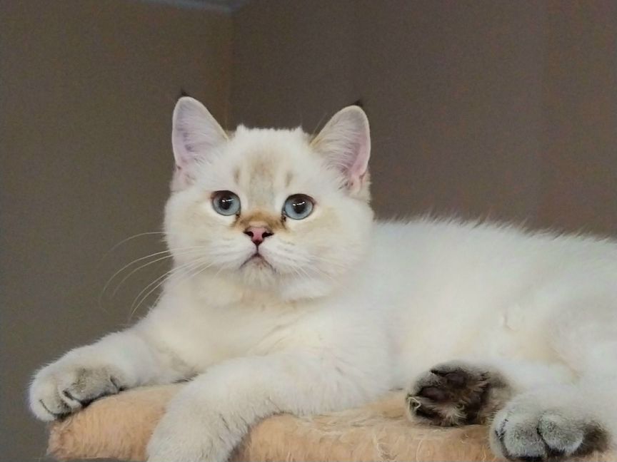 Шотландский котик 3,5 мес