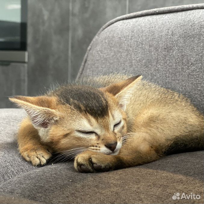 Абиссинская кошка / котенок / девочка