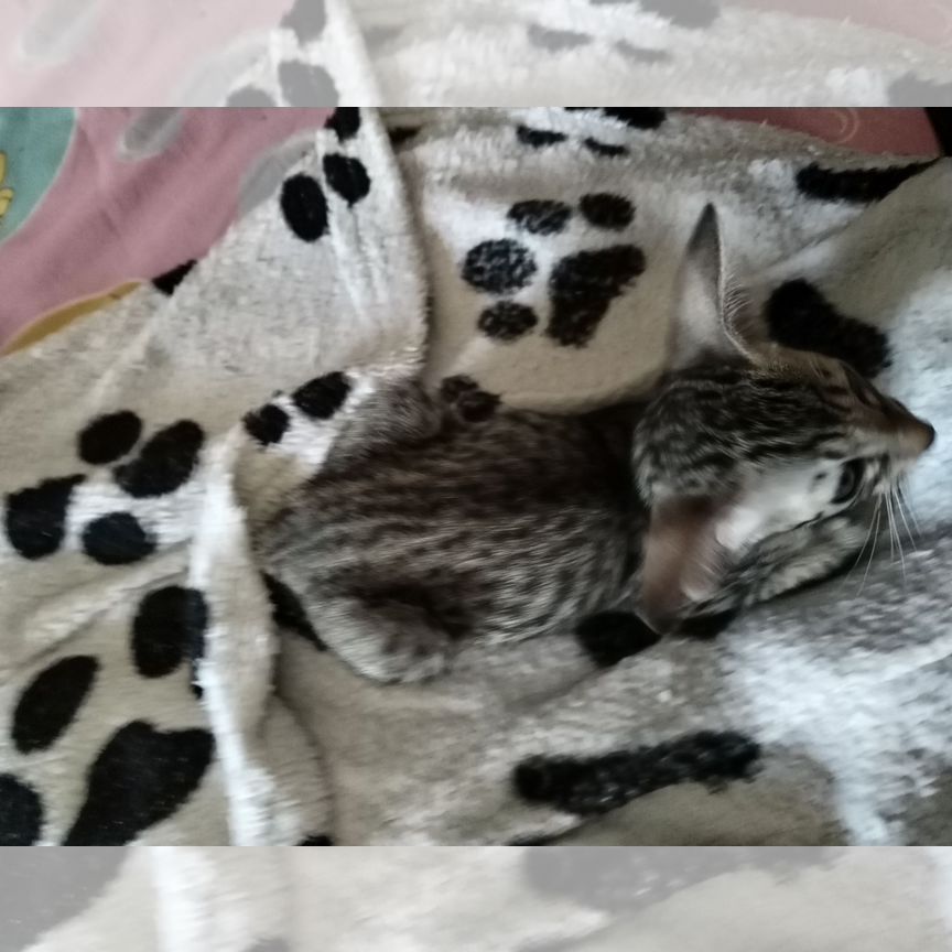 Ориентальный котёнок
