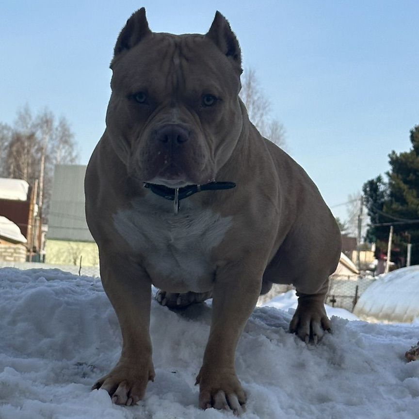 Ищем невесту