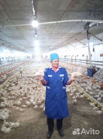 Цыплята бройлеры суточные