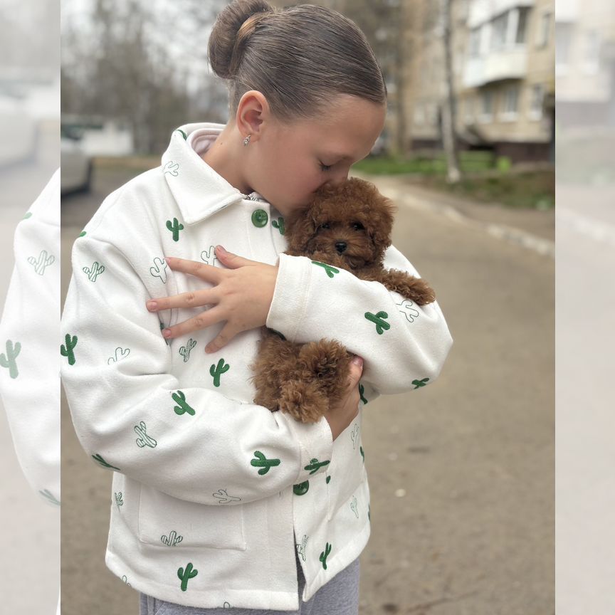 Той-пудель, щенок