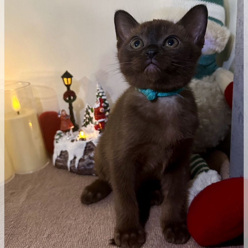 Европейский бурманский котёнок