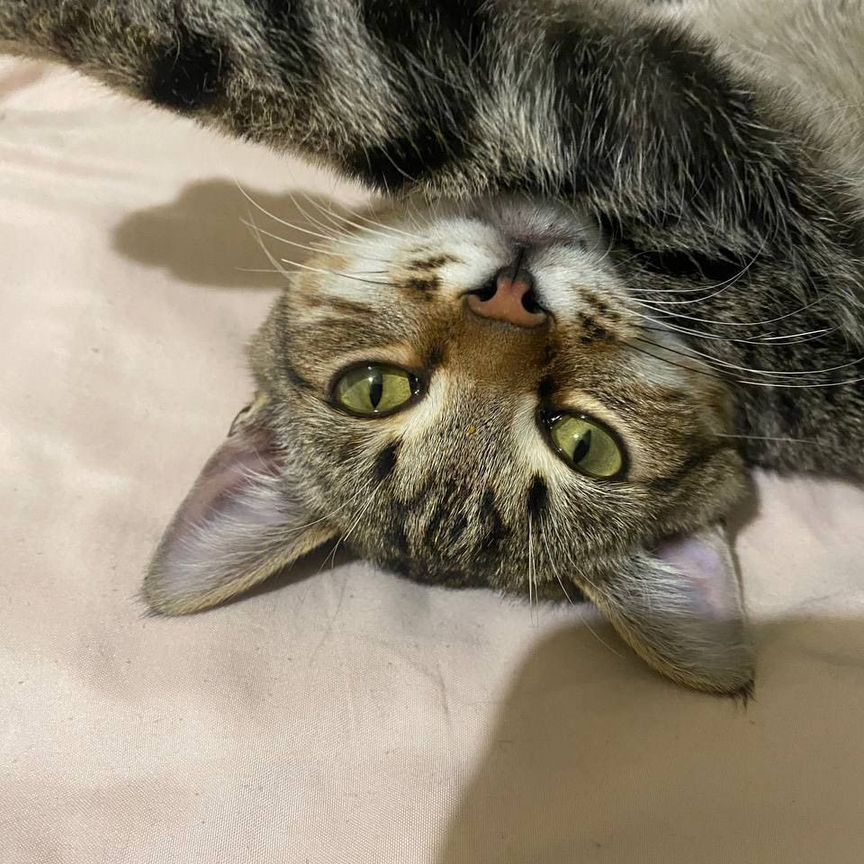 Котенок- ласкун