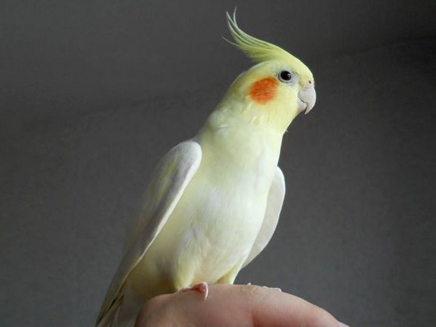 Потерялся попугай корелла