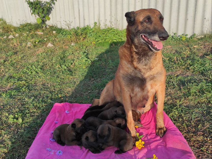 Собака малинуа