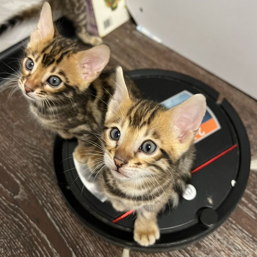 Бенгальские котята