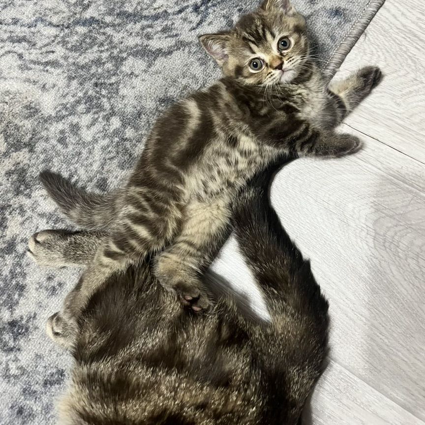 Шотландский прямоухий длинношёрстный котёнок
