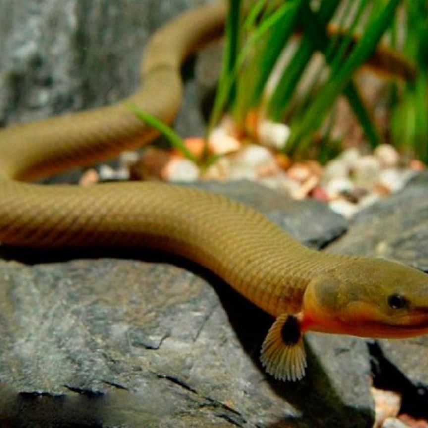 Каламоихт калабарски и астронотус