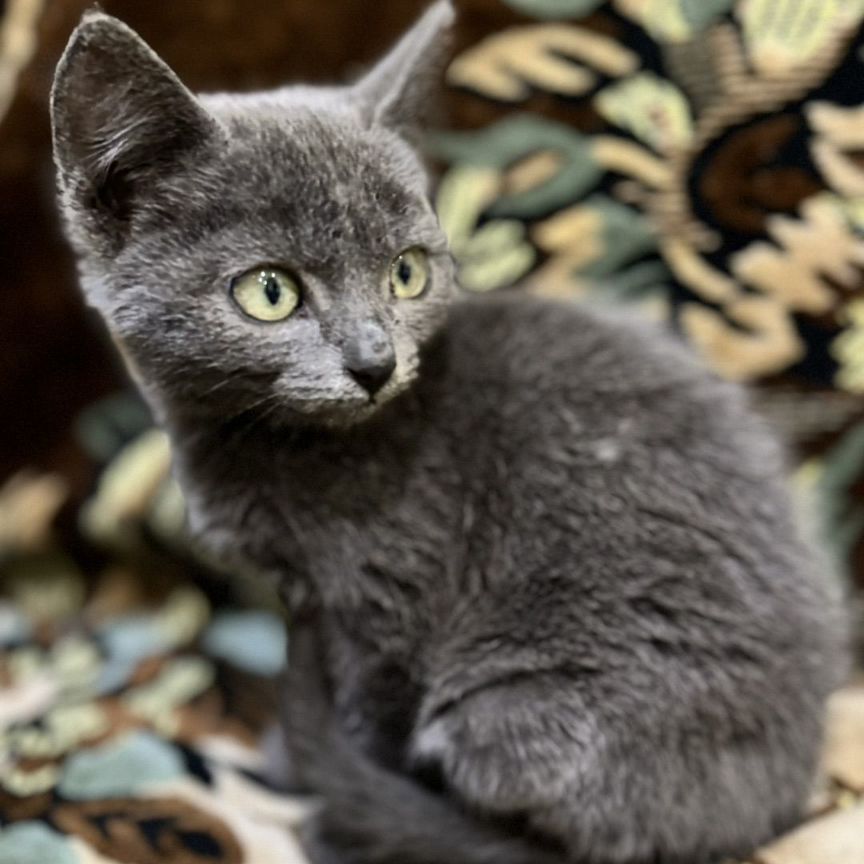 Отдам котенка в добрые руки