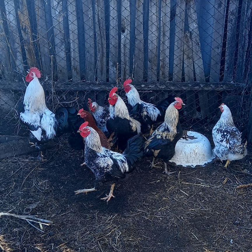 Молодые петухи