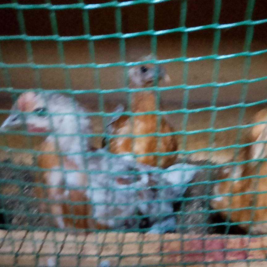 Молодые петушки 3,5 месяца