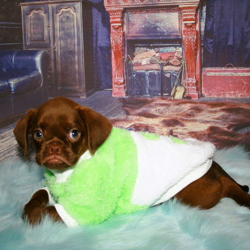 Шоколадный Птюша