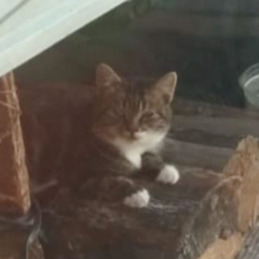 Отдаем кота/кошку