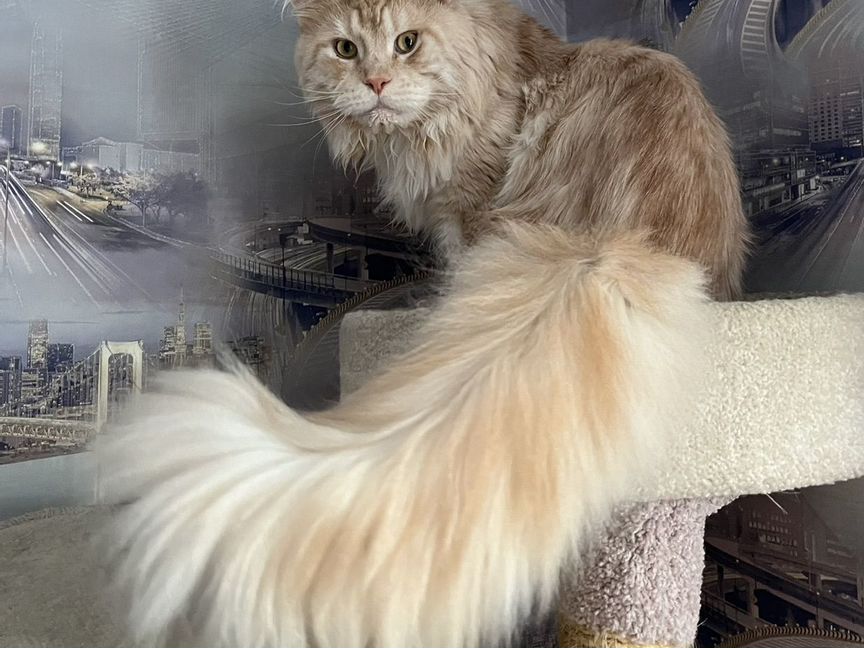 Кот мейн-кун