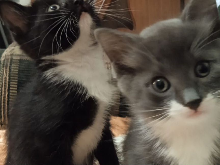 Котята в добрые руки