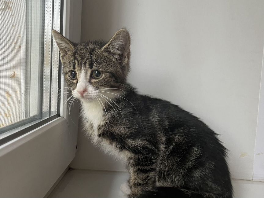 Котенок Люк ищет дом